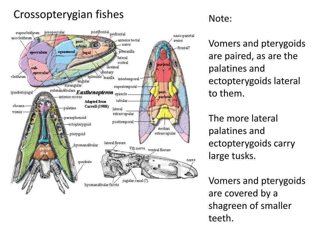 PPT - BIOLOGY 524 SKULL II DERMATOCRANIUM S. S. Sumida PowerPoint ...