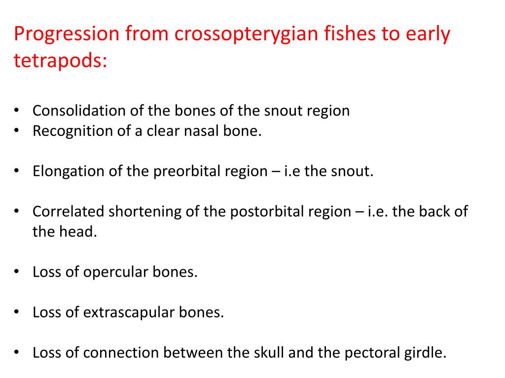 PPT - BIOLOGY 524 SKULL II DERMATOCRANIUM S. S. Sumida PowerPoint ...