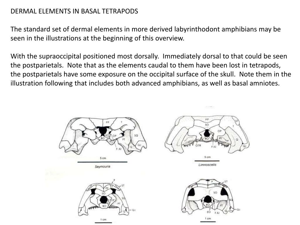 PPT - BIOLOGY 524 SKULL II DERMATOCRANIUM S. S. Sumida PowerPoint ...