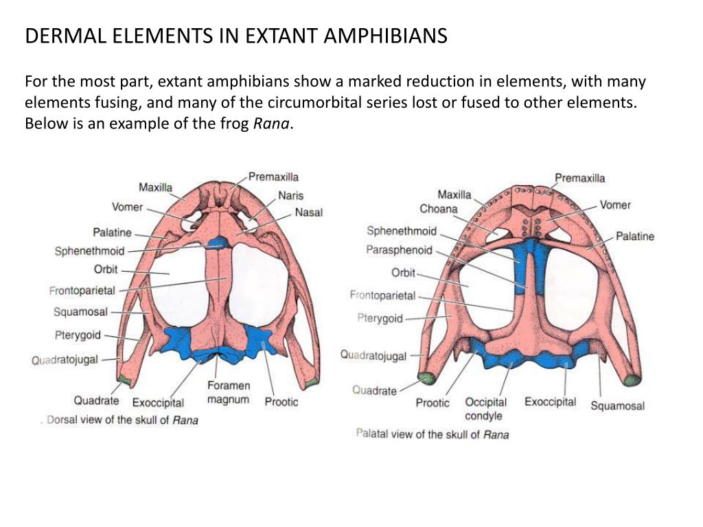 PPT - BIOLOGY 524 SKULL II DERMATOCRANIUM S. S. Sumida PowerPoint ...