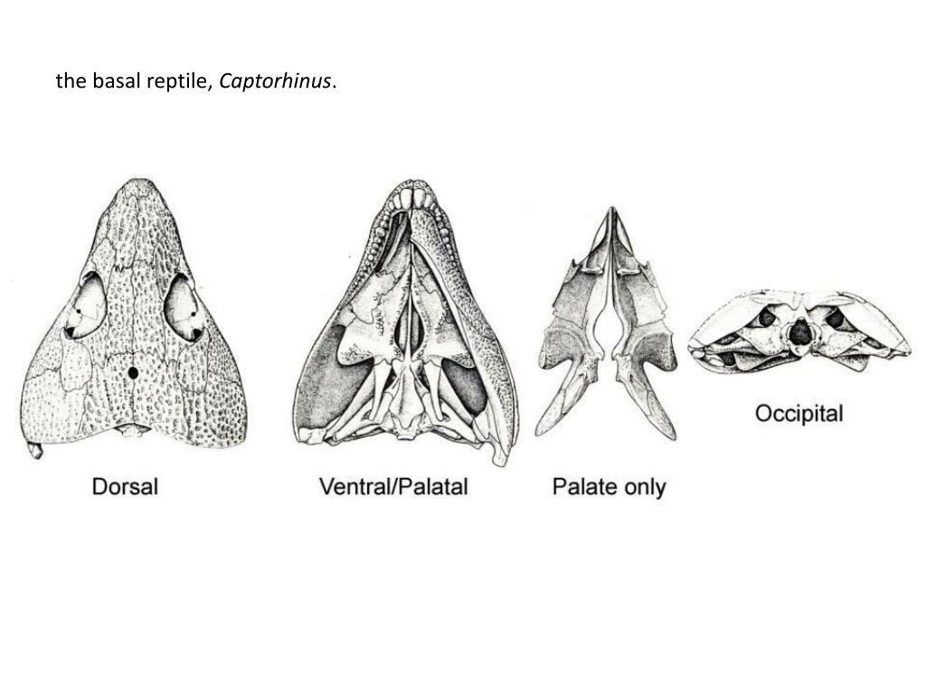 PPT - BIOLOGY 524 SKULL II DERMATOCRANIUM S. S. Sumida PowerPoint ...
