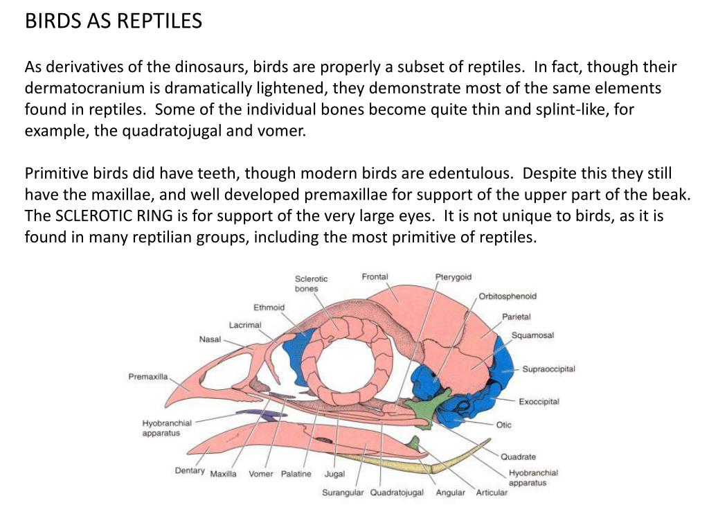 PPT - BIOLOGY 524 SKULL II DERMATOCRANIUM S. S. Sumida PowerPoint ...