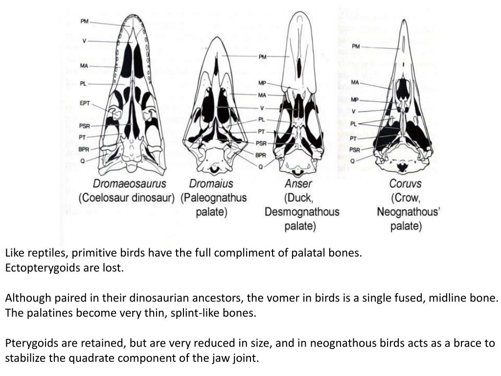 PPT - BIOLOGY 524 SKULL II DERMATOCRANIUM S. S. Sumida PowerPoint ...