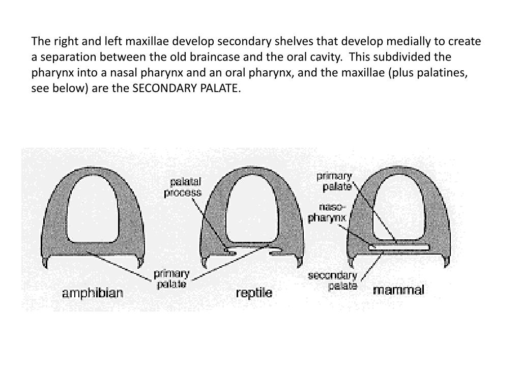 PPT - BIOLOGY 524 SKULL II DERMATOCRANIUM S. S. Sumida PowerPoint ...