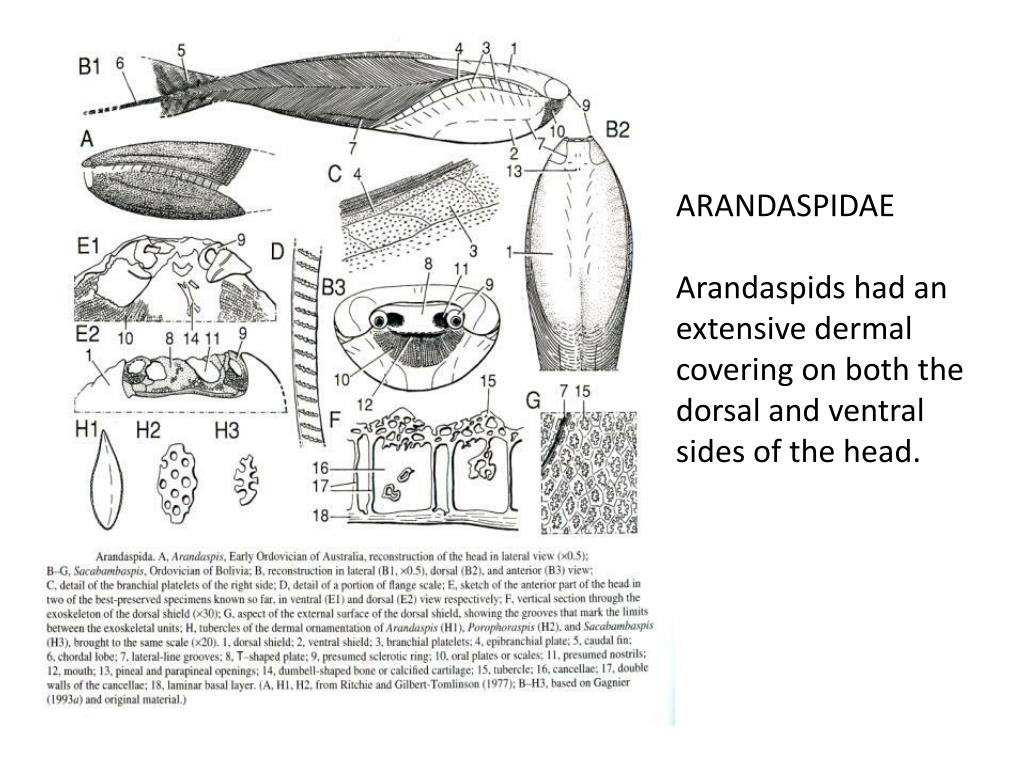 PPT - BIOLOGY 524 SKULL II DERMATOCRANIUM S. S. Sumida PowerPoint ...