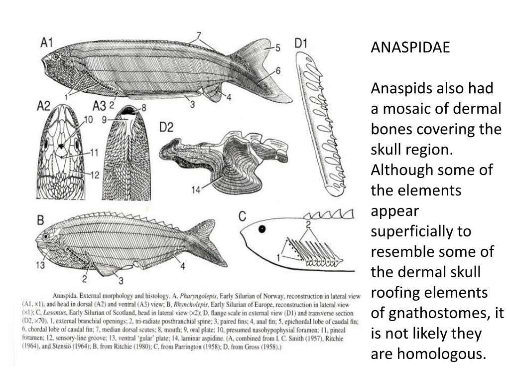 PPT - BIOLOGY 524 SKULL II DERMATOCRANIUM S. S. Sumida PowerPoint ...