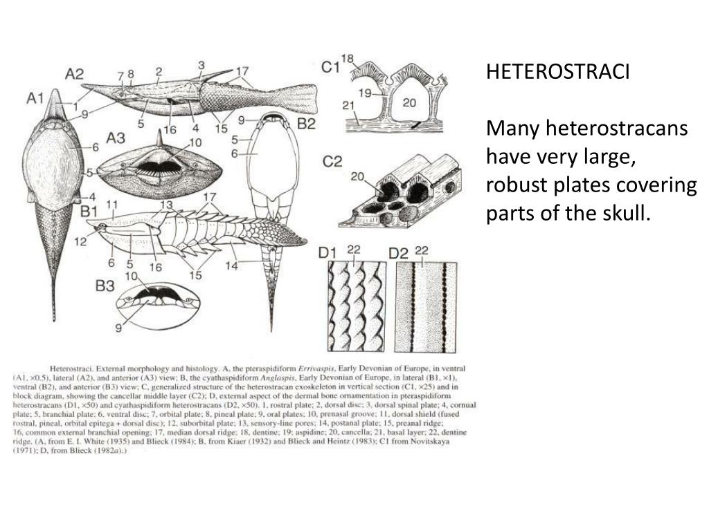 PPT - BIOLOGY 524 SKULL II DERMATOCRANIUM S. S. Sumida PowerPoint ...