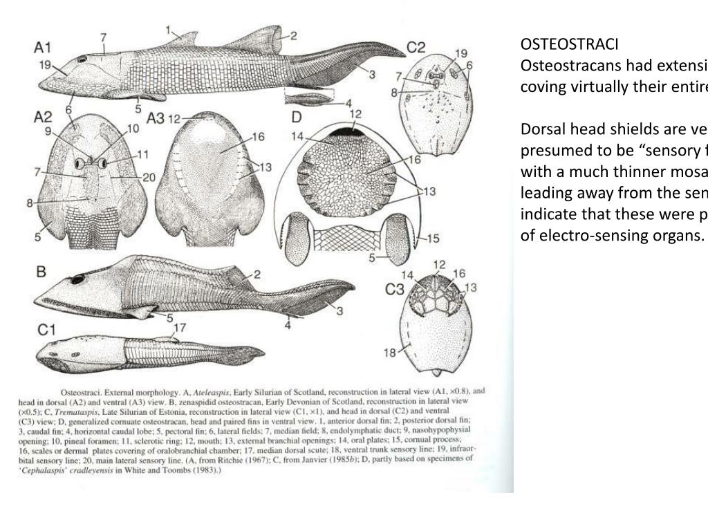 PPT - BIOLOGY 524 SKULL II DERMATOCRANIUM S. S. Sumida PowerPoint ...
