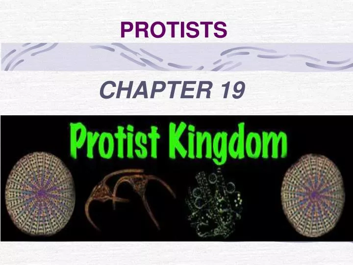 PPT - PROTISTS PowerPoint Presentation, free download - ID:2282738