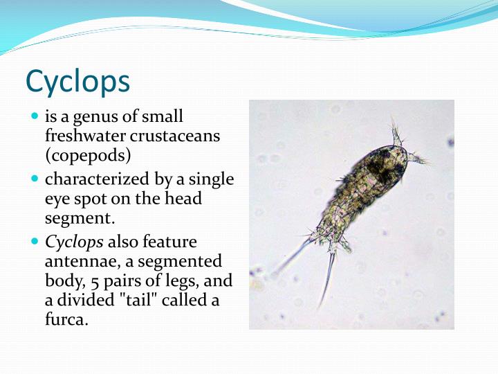 PPT - The Microscope and Micro-Organism PowerPoint Presentation - ID ...
