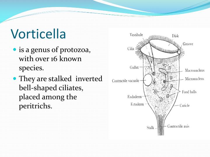 PPT - The Microscope and Micro-Organism PowerPoint Presentation - ID ...