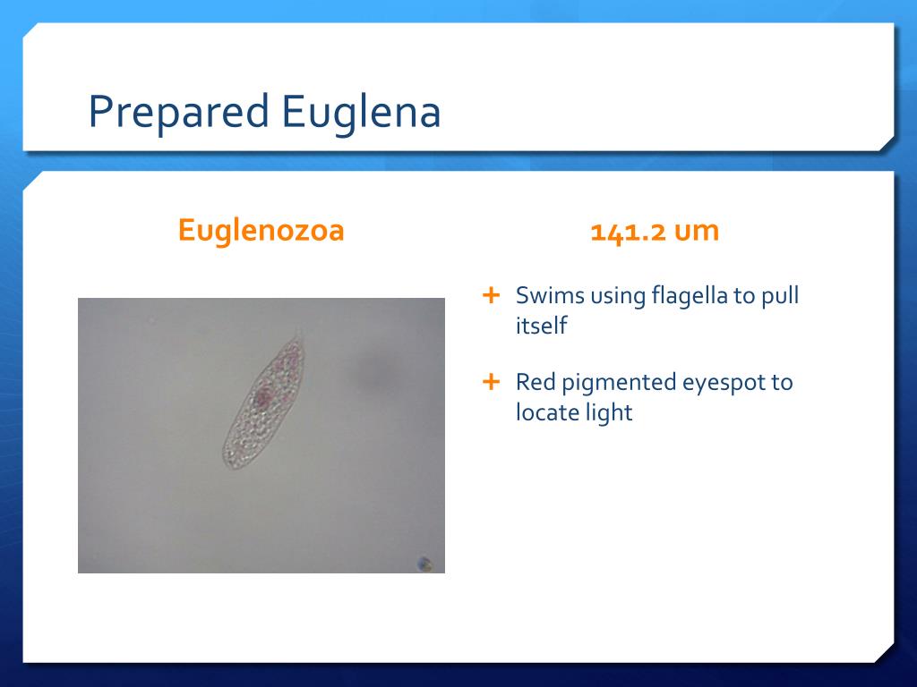 PPT - By: Jackie Woleschok and Sarah Xenophon PowerPoint Presentation ...