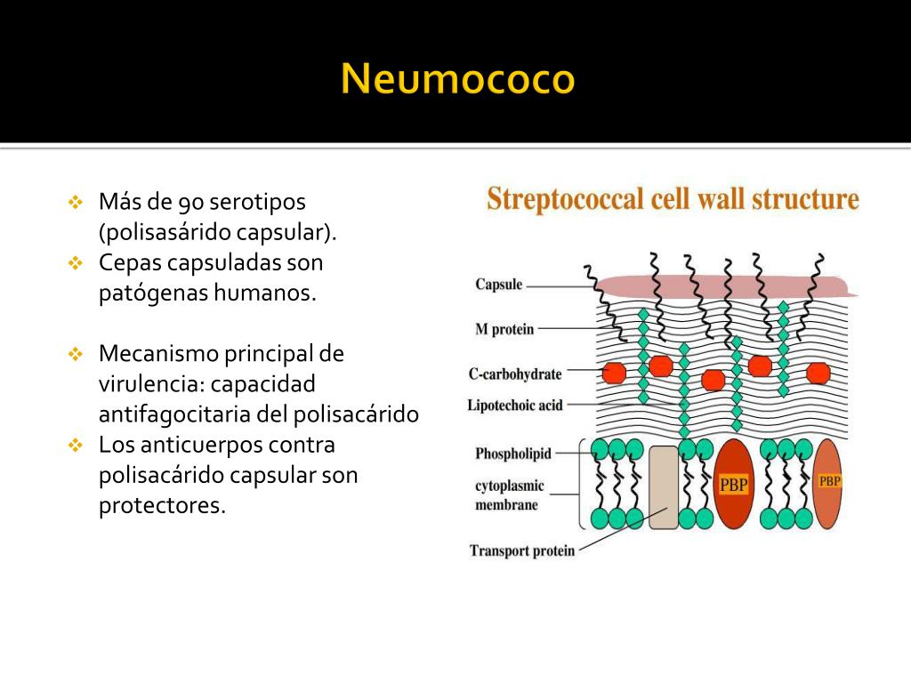 PPT - Adulto mayor: Vacunas Influenza y neumococo PowerPoint ...