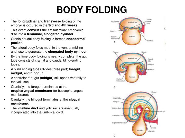 PPT - DEVELOPMENT OF DIGESTIVE SYSTEM PowerPoint Presentation - ID:2282807