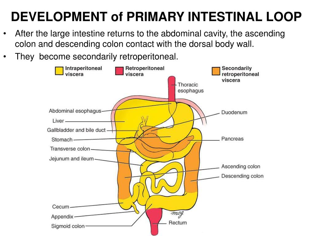 Ppt Development Of Digestive System Powerpoint Presentation Free