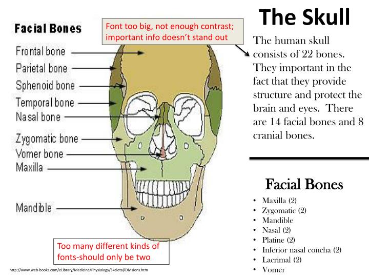 PPT - Bones of the Body: The Skull PowerPoint Presentation - ID:2282855