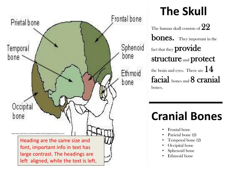 PPT - Bones of the Body: The Skull PowerPoint Presentation - ID:2282855