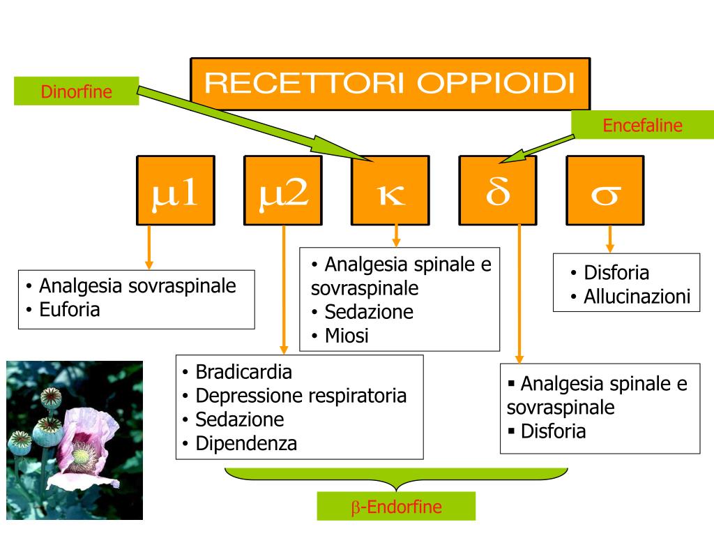 PPT - Gli Oppioidi sono indicati nel DN? SI Stefano Tamburin PowerPoint ...