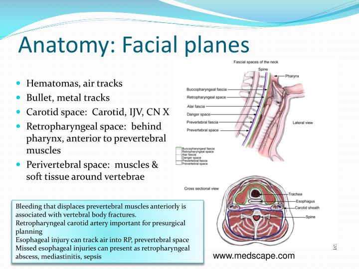 PPT - ENT emergency PowerPoint Presentation - ID:2282993