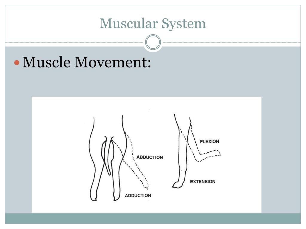PPT - Animal Anatomy and Physiology PowerPoint Presentation, free ...