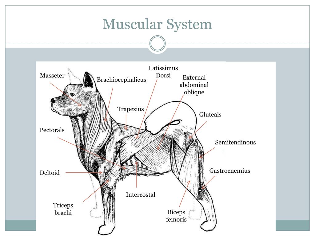 PPT - Animal Anatomy and Physiology PowerPoint Presentation, free ...
