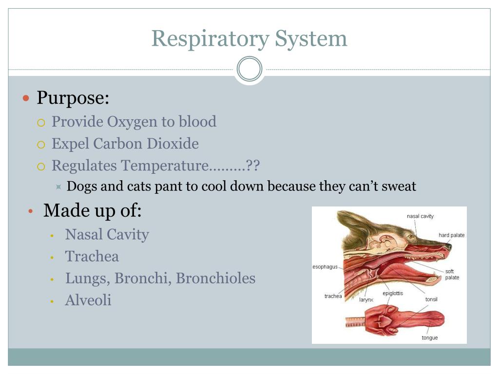 PPT - Animal Anatomy and Physiology PowerPoint Presentation, free ...