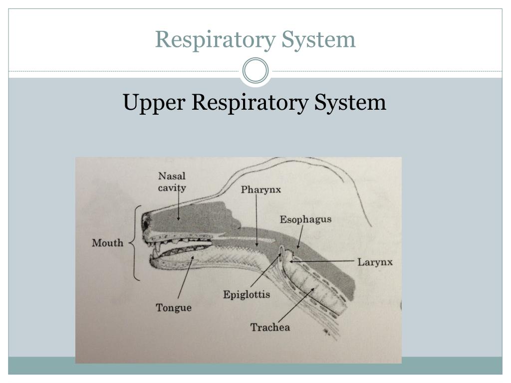PPT - Animal Anatomy and Physiology PowerPoint Presentation, free ...