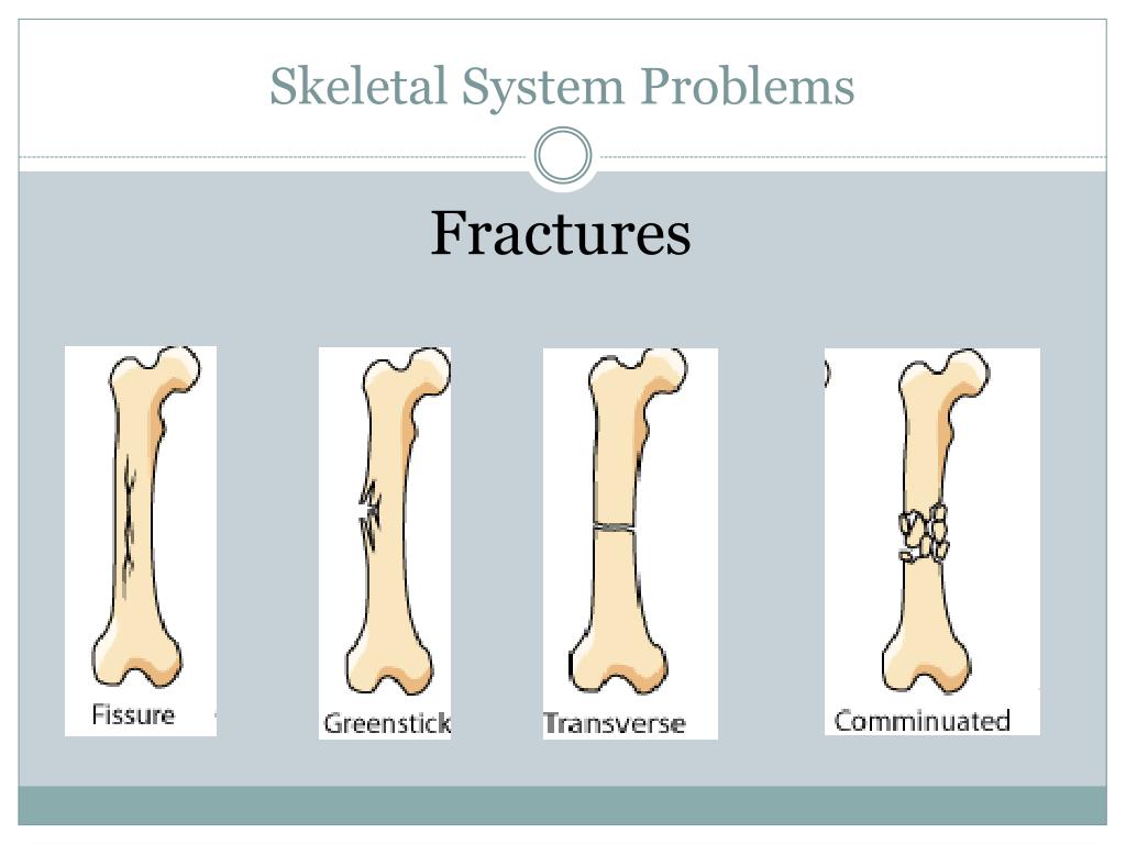PPT - Animal Anatomy and Physiology PowerPoint Presentation, free ...
