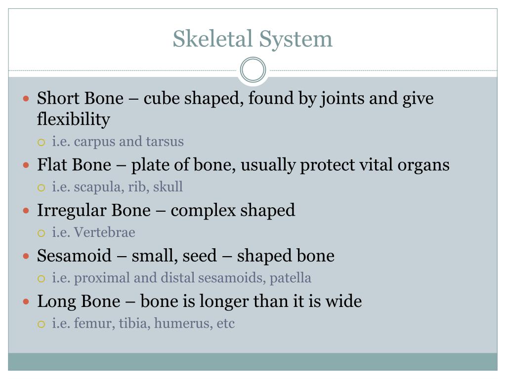 PPT - Animal Anatomy and Physiology PowerPoint Presentation, free ...