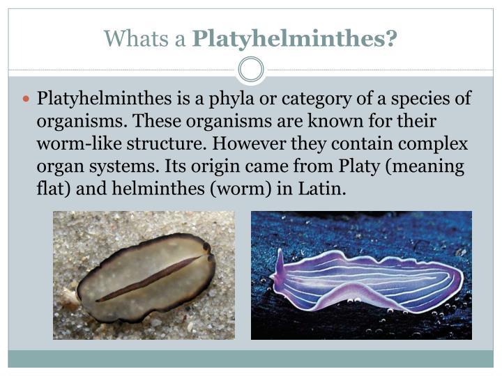 PPT - Platyhelminthes PowerPoint Presentation - ID:2283731