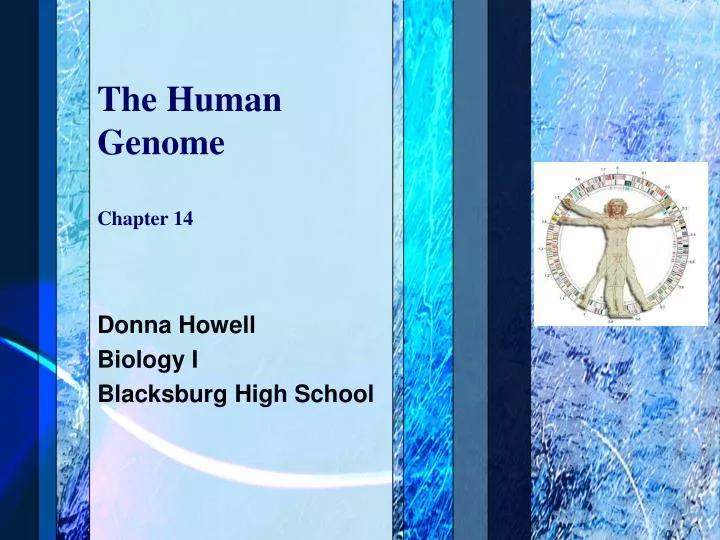 PPT - The Human Genome Chapter 14 PowerPoint Presentation, free ...