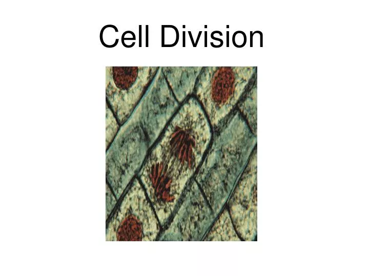 PPT - Cell Division PowerPoint Presentation, free download - ID:2284093