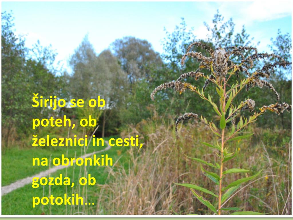 PPT - Invazivne tujerodne rastlinske vrste v TRZINU PowerPoint ...