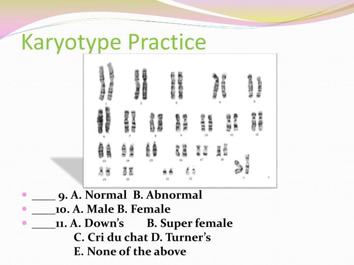 PPT - DNA BANDING PowerPoint Presentation - ID:2284305