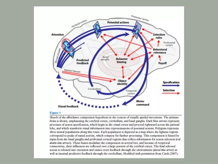 PPT - 1. Rosenbaum chapter PowerPoint Presentation, free download - ID ...