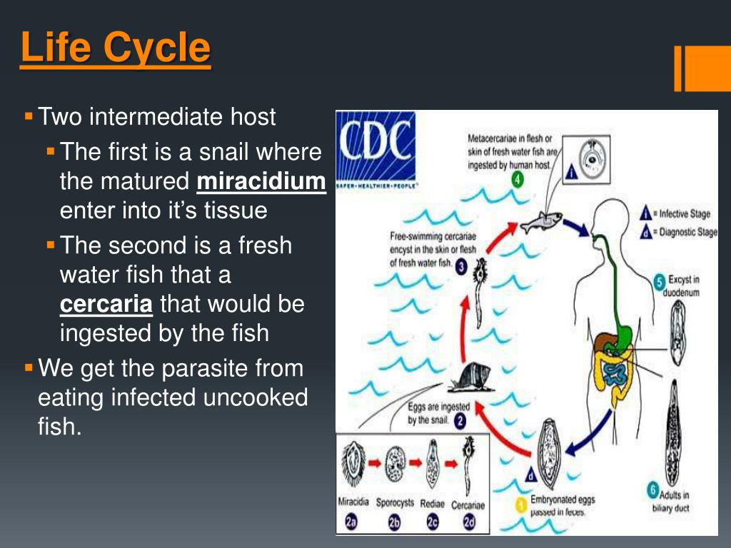 PPT - Parasites: -Giant Intestinal Fluke -Chinese Liver Fluke -Sheep ...