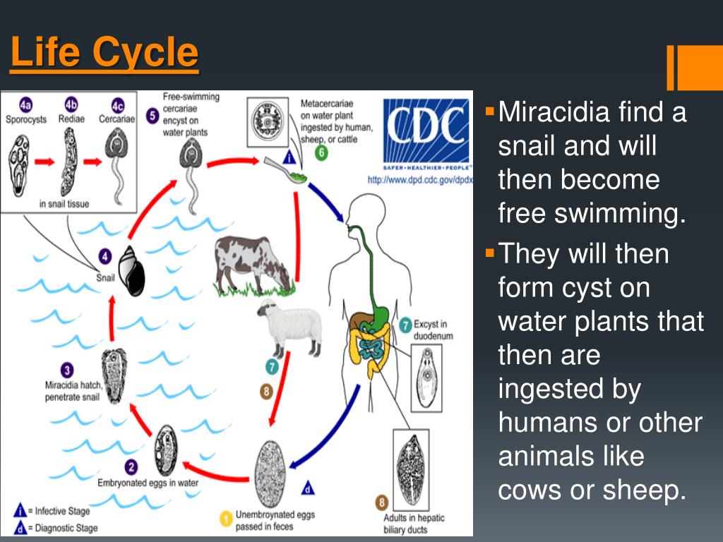 PPT - Parasites: -Giant Intestinal Fluke -Chinese Liver Fluke -Sheep ...