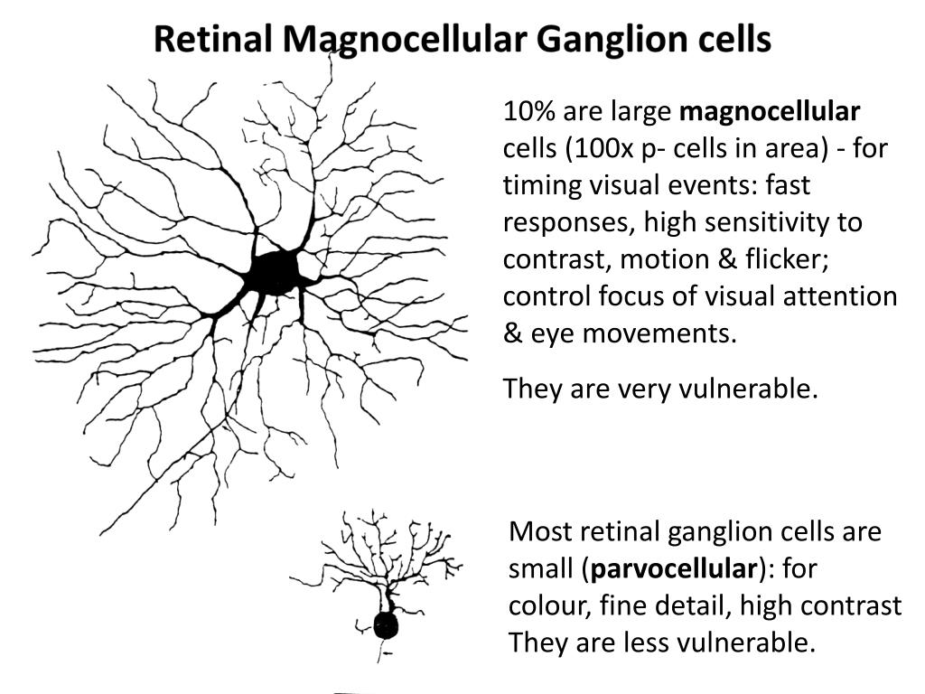 PPT - John Stein, Magdalen College, Oxford University, UK PowerPoint ...