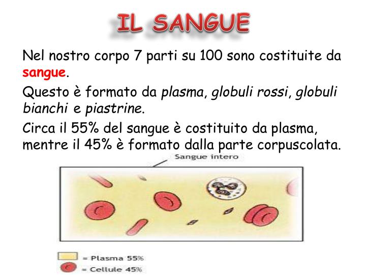 PPT - L’APPARATO CIRCOLATORIO PowerPoint Presentation - ID:2285648