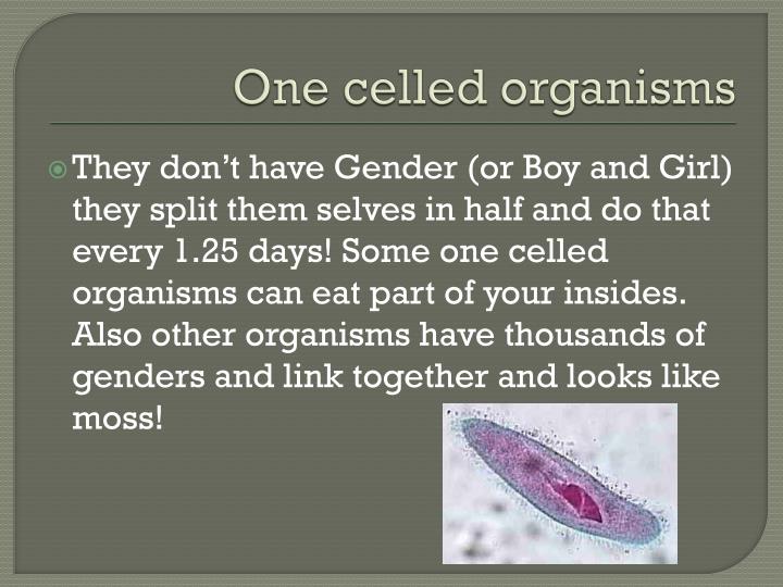 PPT - Bacteria and One celled organisms reproduction PowerPoint ...
