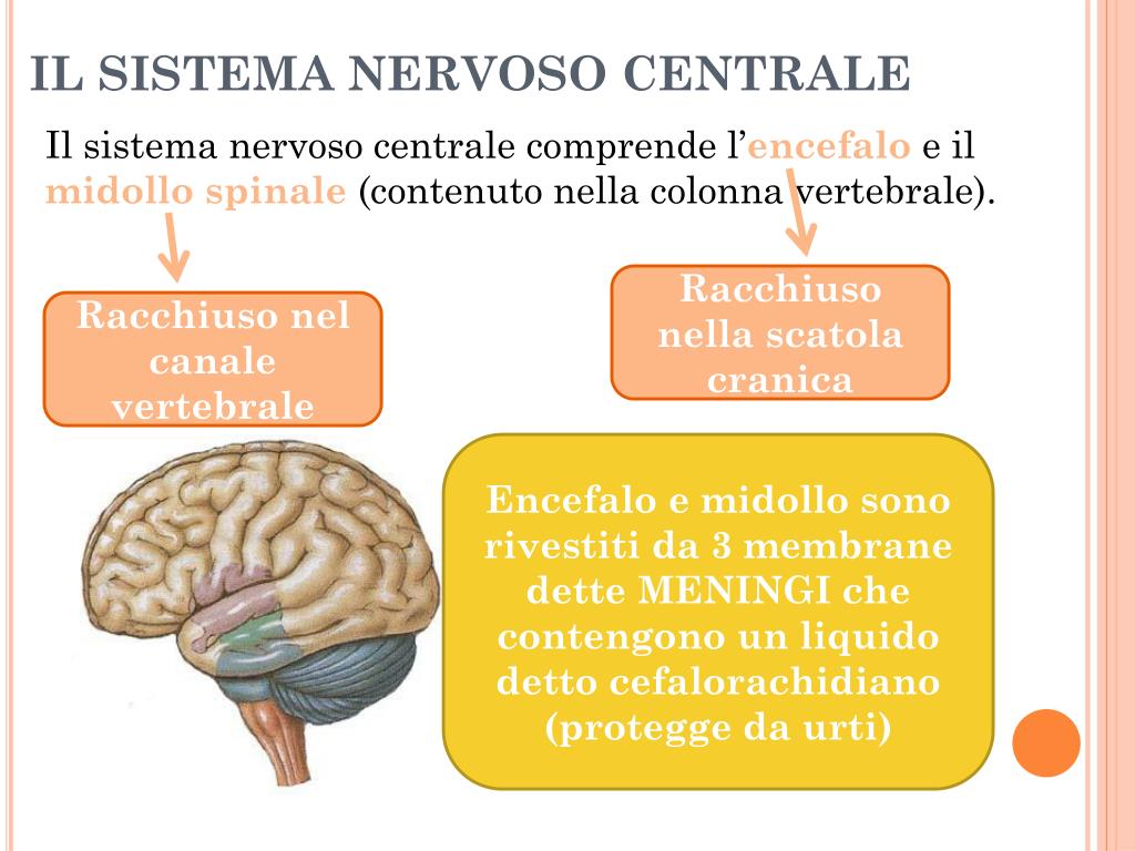 PPT - IL SISTEMA NERVOSO PowerPoint Presentation, free download - ID ... PPT - IL SISTEMA NERVOSO PowerPoint Presentation, free download - ID ...