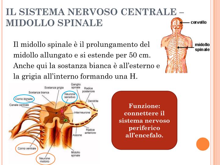 PPT - IL SISTEMA NERVOSO PowerPoint Presentation - ID:2285800