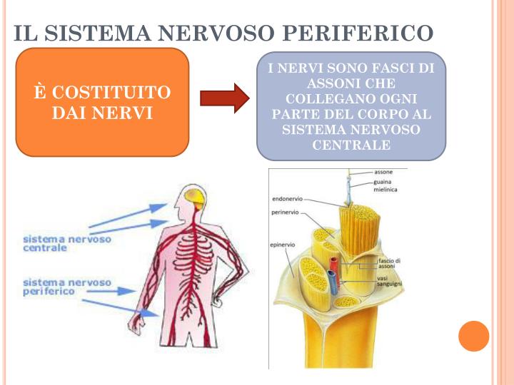 PPT - IL SISTEMA NERVOSO PowerPoint Presentation - ID:2285800