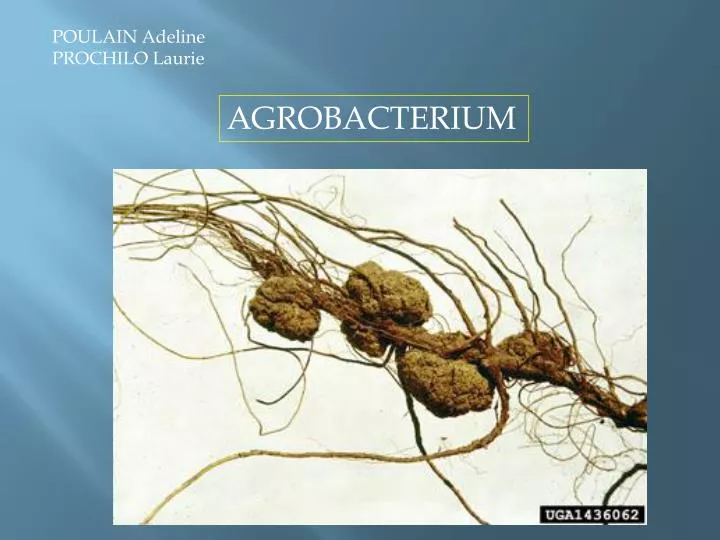 PPT - AGROBACTERIUM PowerPoint Presentation, free download - ID:2285843