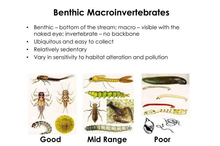 PPT - Stream organisms require access to food refuge from predators ...