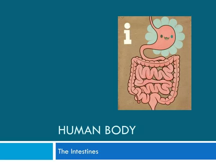 PPT - HUMAN BODY PowerPoint Presentation, free download - ID:2286241