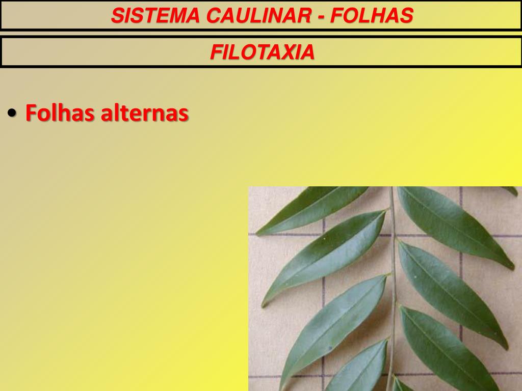 PPT - SISTEMA CAULINAR PowerPoint Presentation, free download - ID:2287284