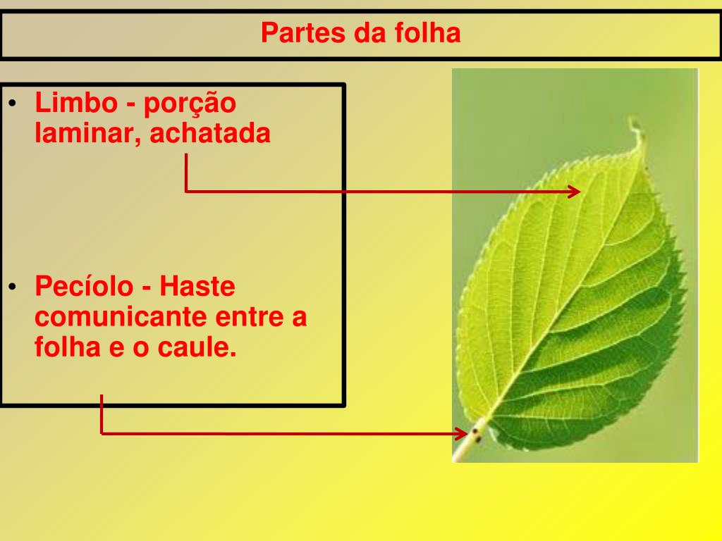 PPT - SISTEMA CAULINAR PowerPoint Presentation, free download - ID:2287284