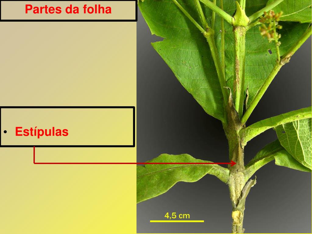 PPT - SISTEMA CAULINAR PowerPoint Presentation, free download - ID:2287284