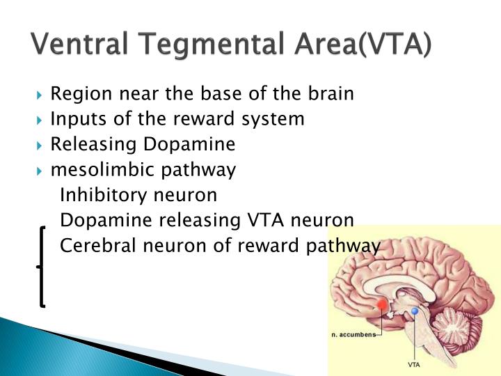 PPT - Drug addiction and the brain reward system PowerPoint ...